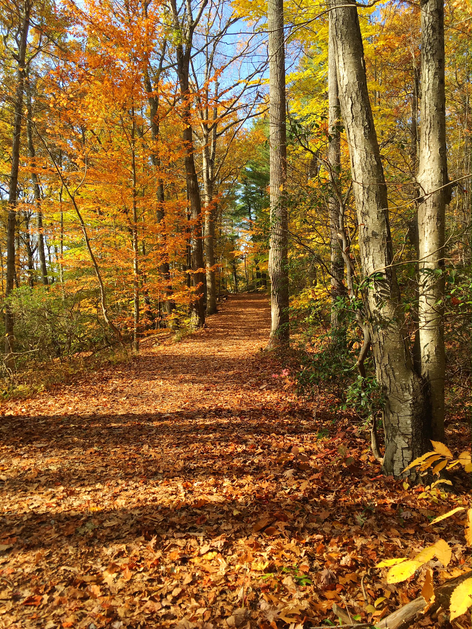 Hiking with Dogs in Fairfield County: Huntington State Park | Fairfield ...